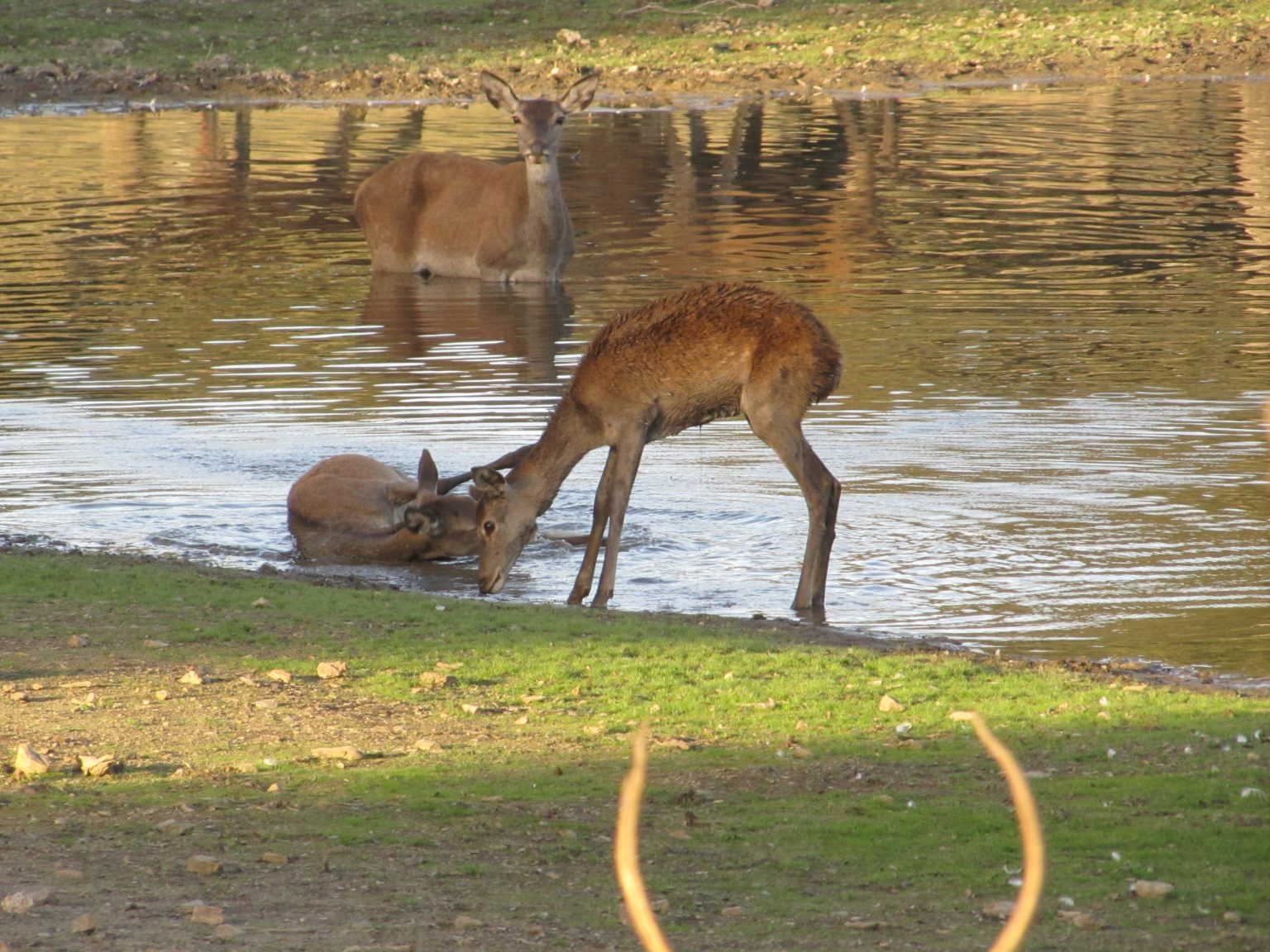 Red deer reveal spatial risks of Crimean-Congo haemorrhagic fever virus ...